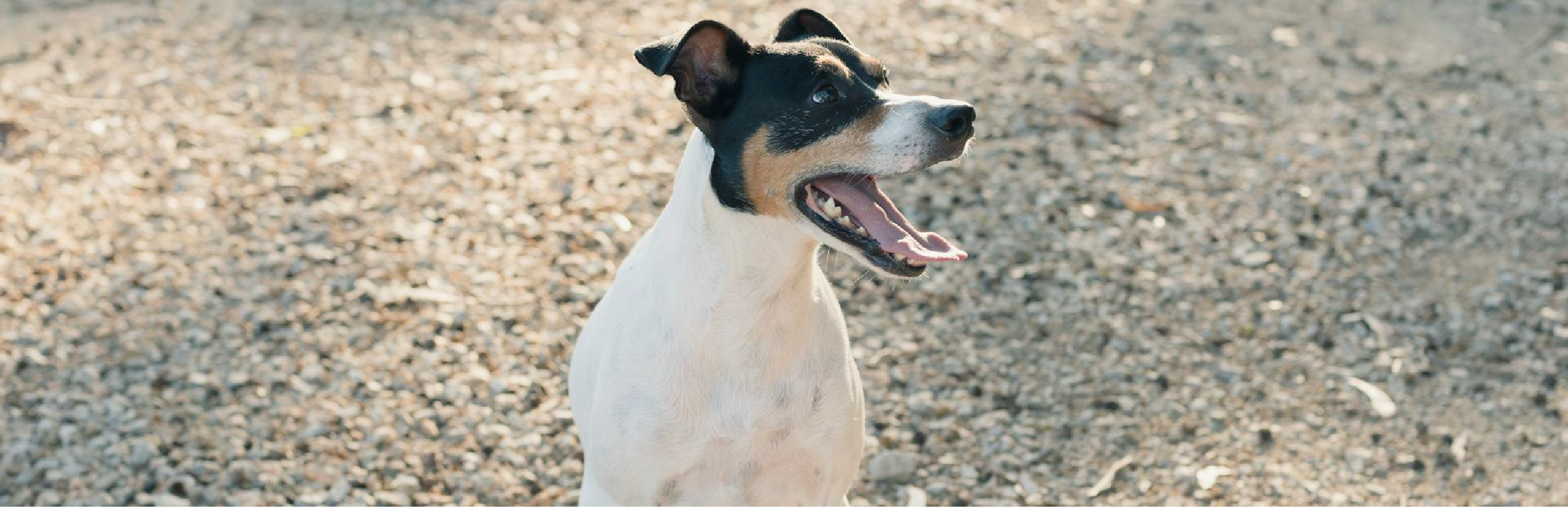 ¿Cómo tratar y prevenir el mal aliento en tu perro?