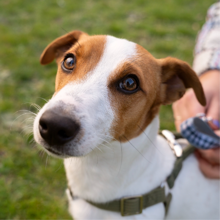 Causas comunes de dolor articular en perros
