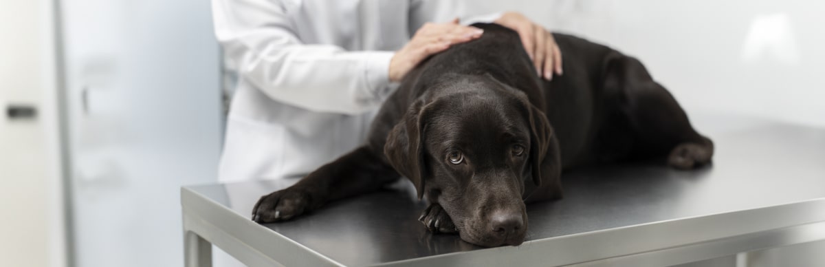 Guía sobre el vómito en perros: causas y consejos