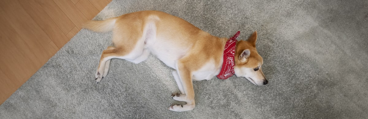 Lo que debes saber del síndrome de cushing en perros