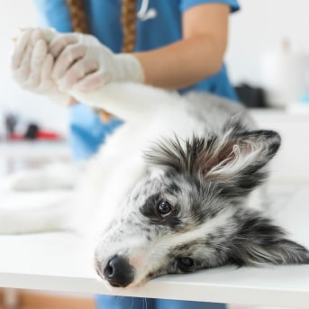 Lo que debes saber del síndrome de cushing en perros