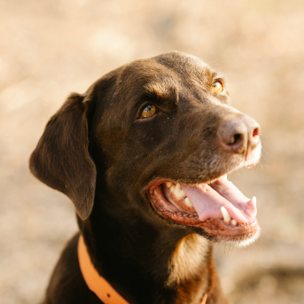 Previene las infecciones en la boca de tu perro