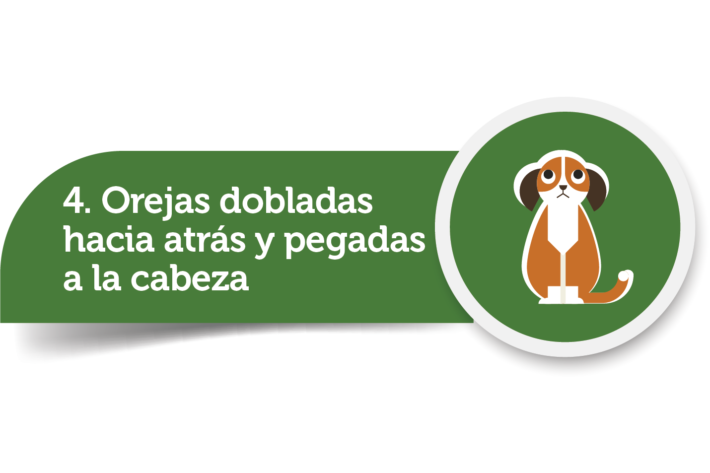 Significado del movimiento de las orejas del perro