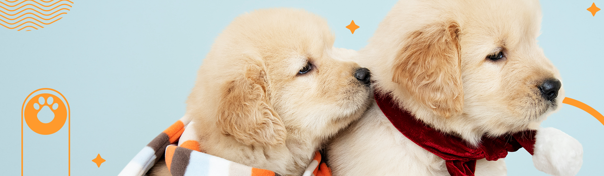 Etapas de crecimiento en cachorros