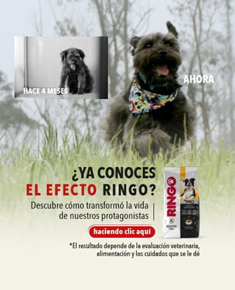 Concentrado Ringo más perros mejor alimentados y cuidados en Colombia