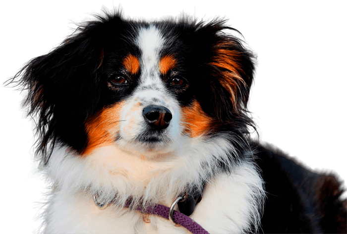 Concentrado Ringo más perros mejor alimentados y cuidados en Colombia