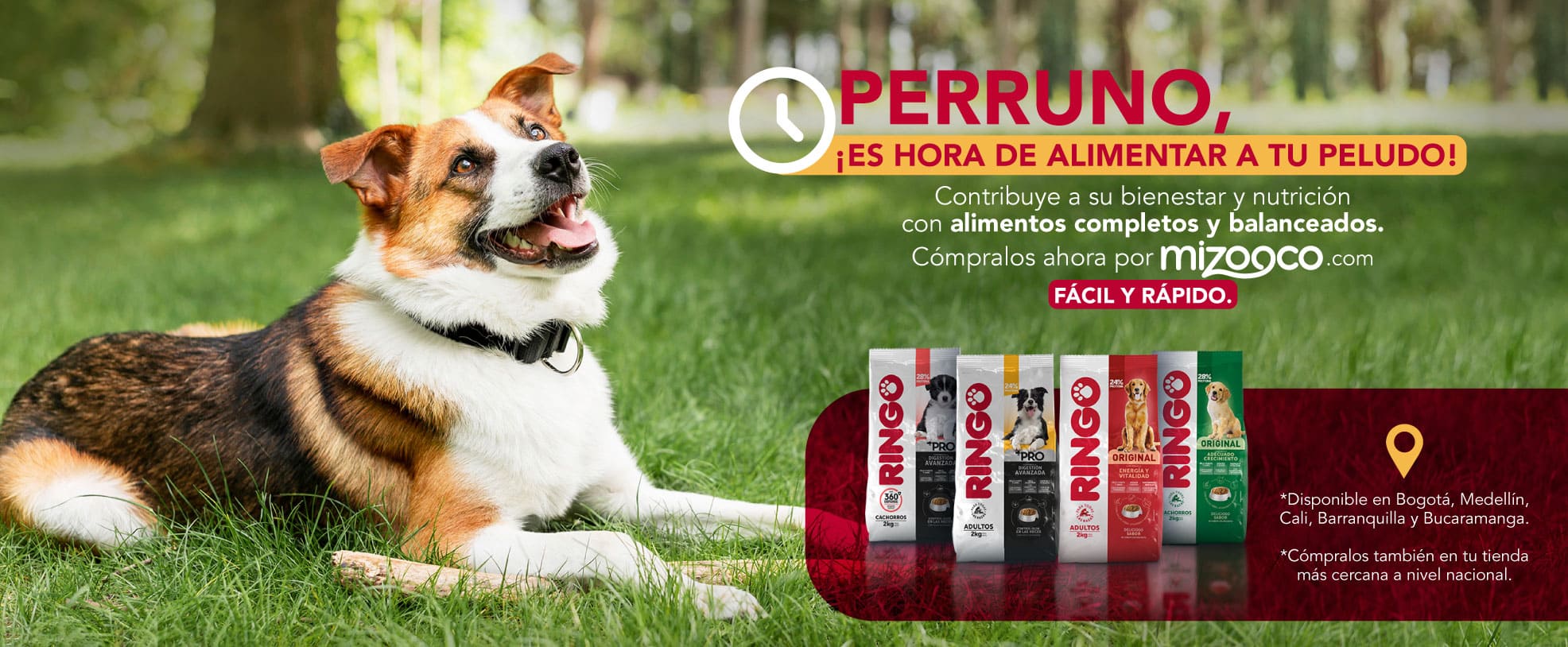 Concentrado Ringo más perros mejor alimentados y cuidados en Colombia