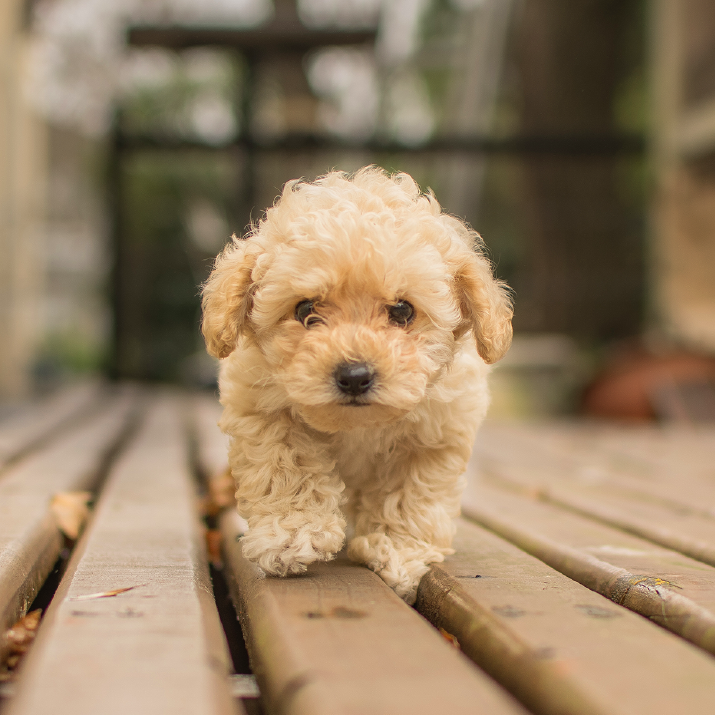Los mejores nombres para perritas: únicos y originales