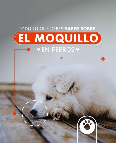 Lo que debes saber sobre el Moquillo en perros | Efecto Ringo