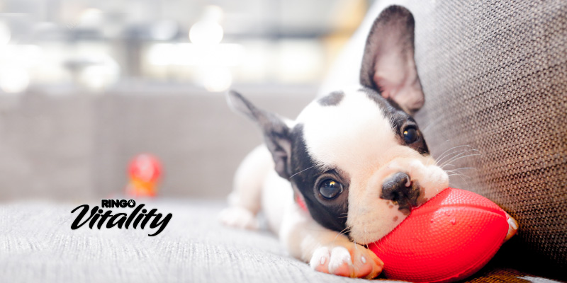 5 Tips para cuidar a tu cachorro I Efecto Ringo