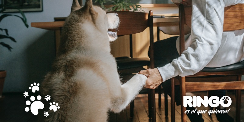 Cómo aceptar el duelo por la pérdida de mi perro | Efecto Ringo